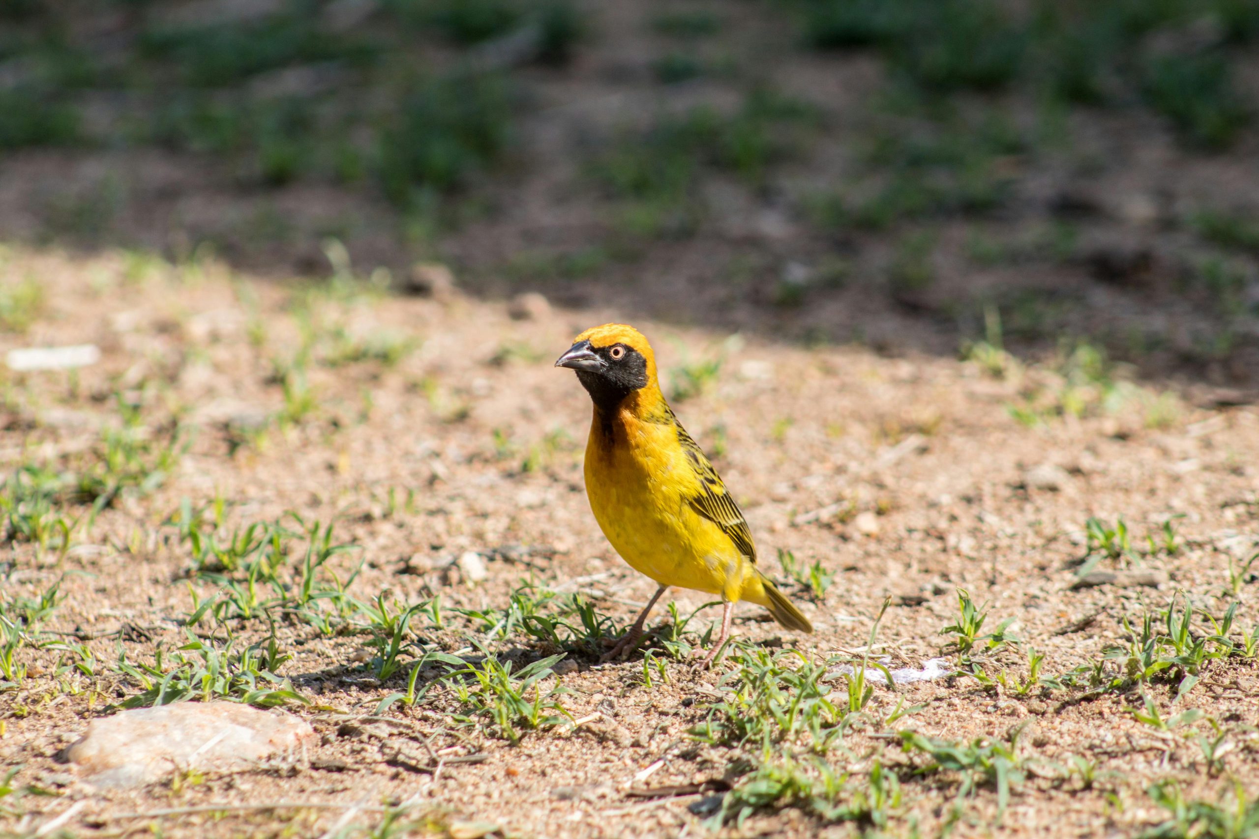 Off Road Trailer with Bunk Beds: Family Adventure Guide - Infanta
